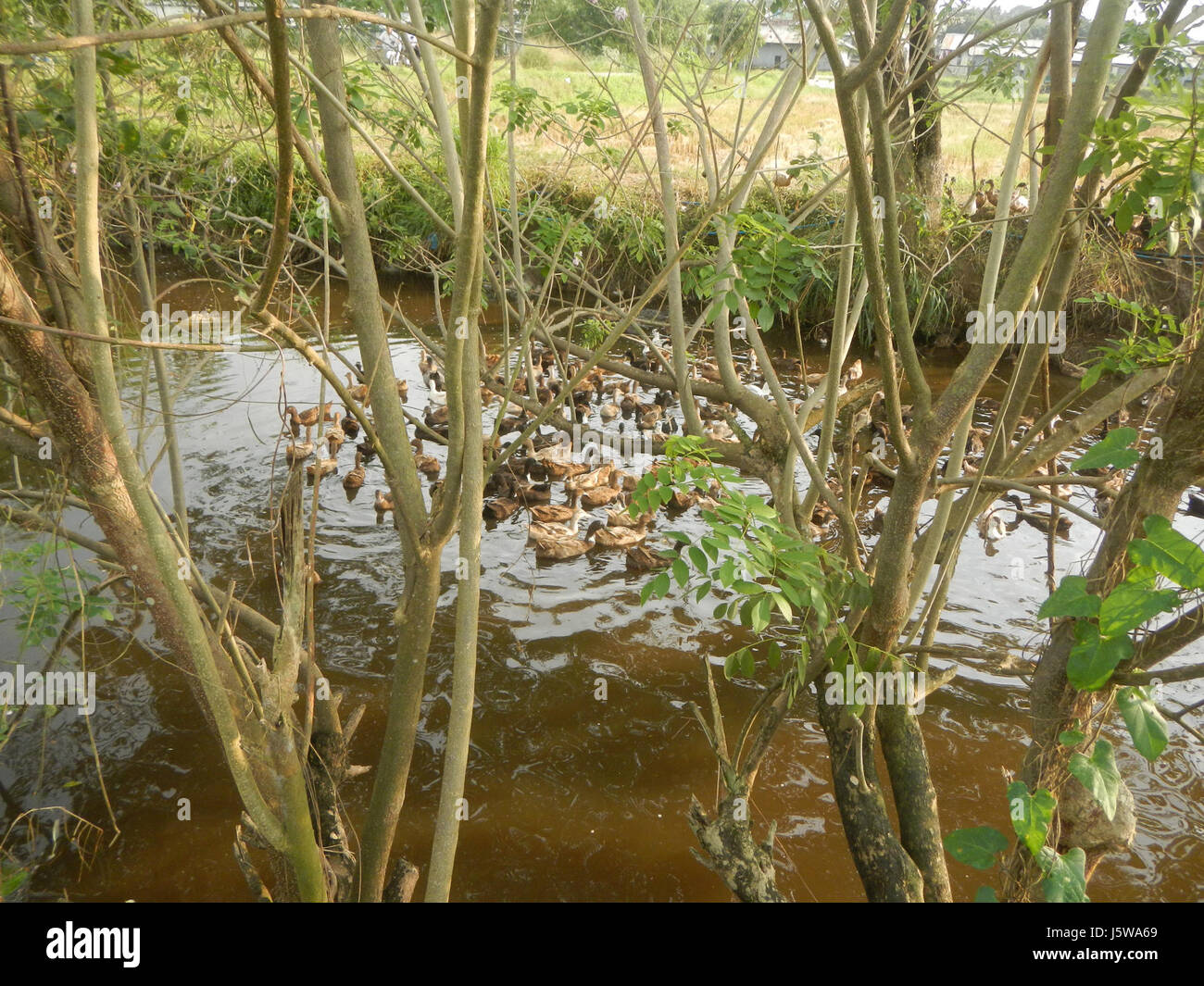 The image shows the agricultural practice of duck farming alongside ...