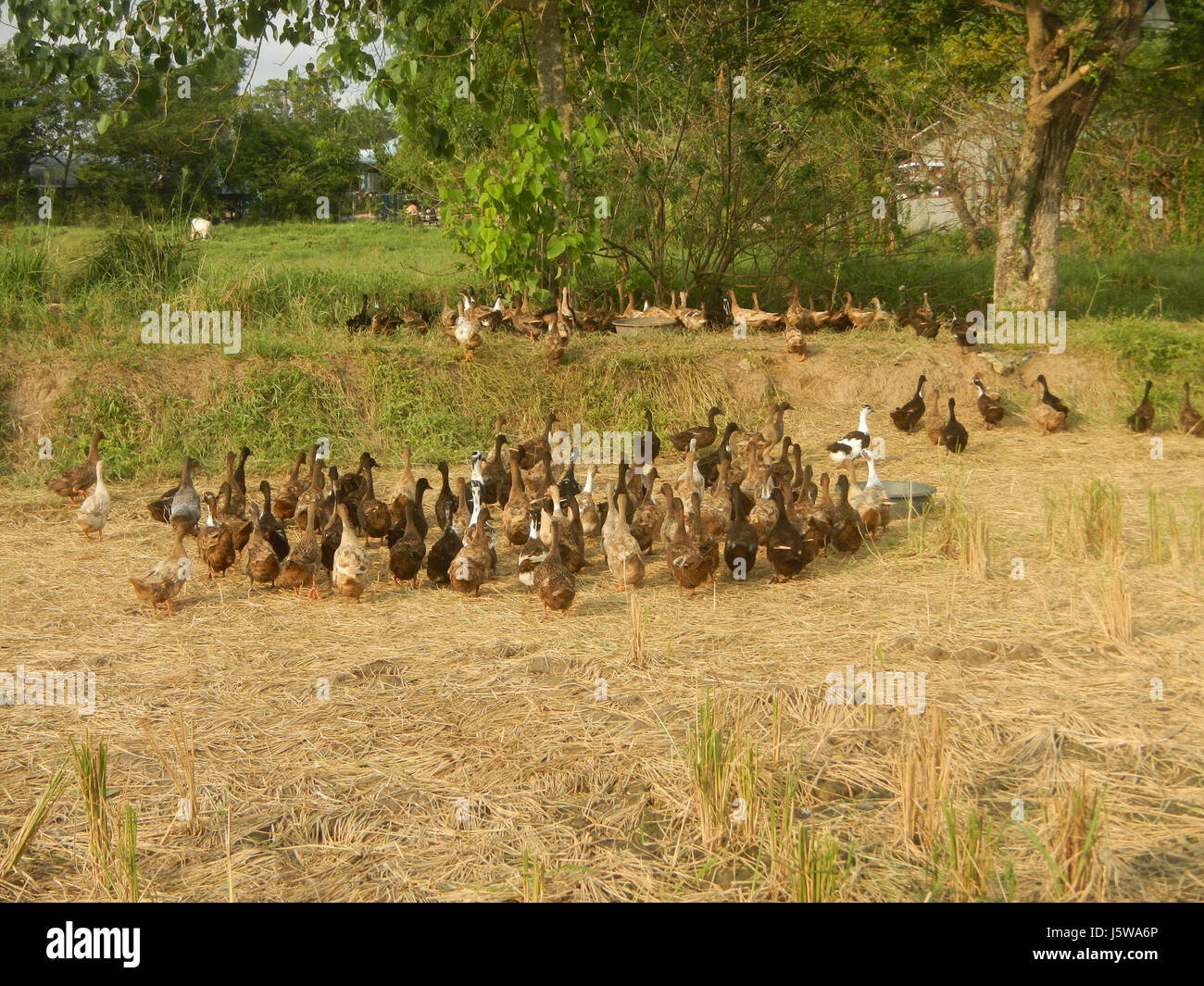 This image highlights the agricultural activities of duck farming in ...