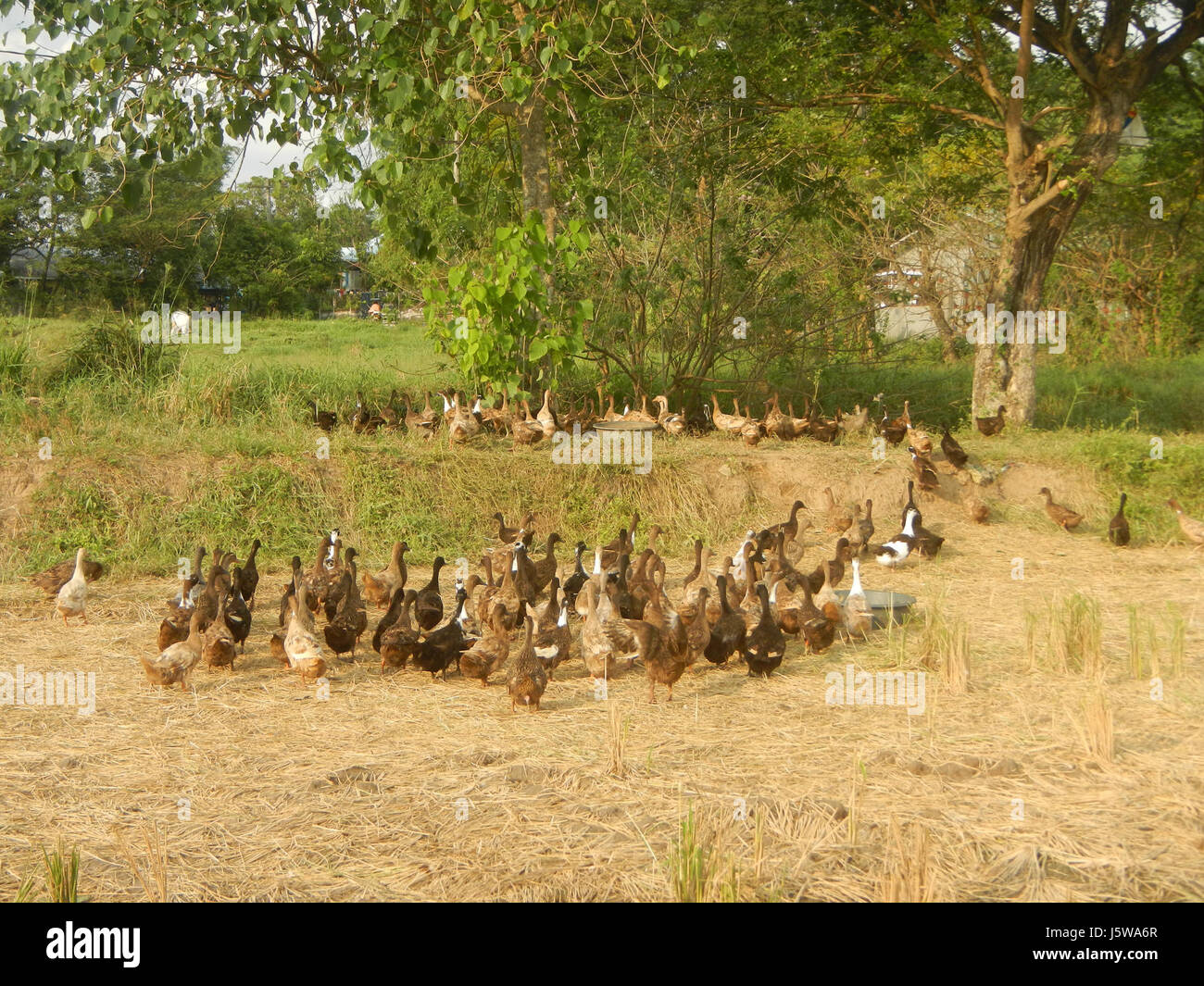 This image showcases the traditional practice of duck farming in the ...