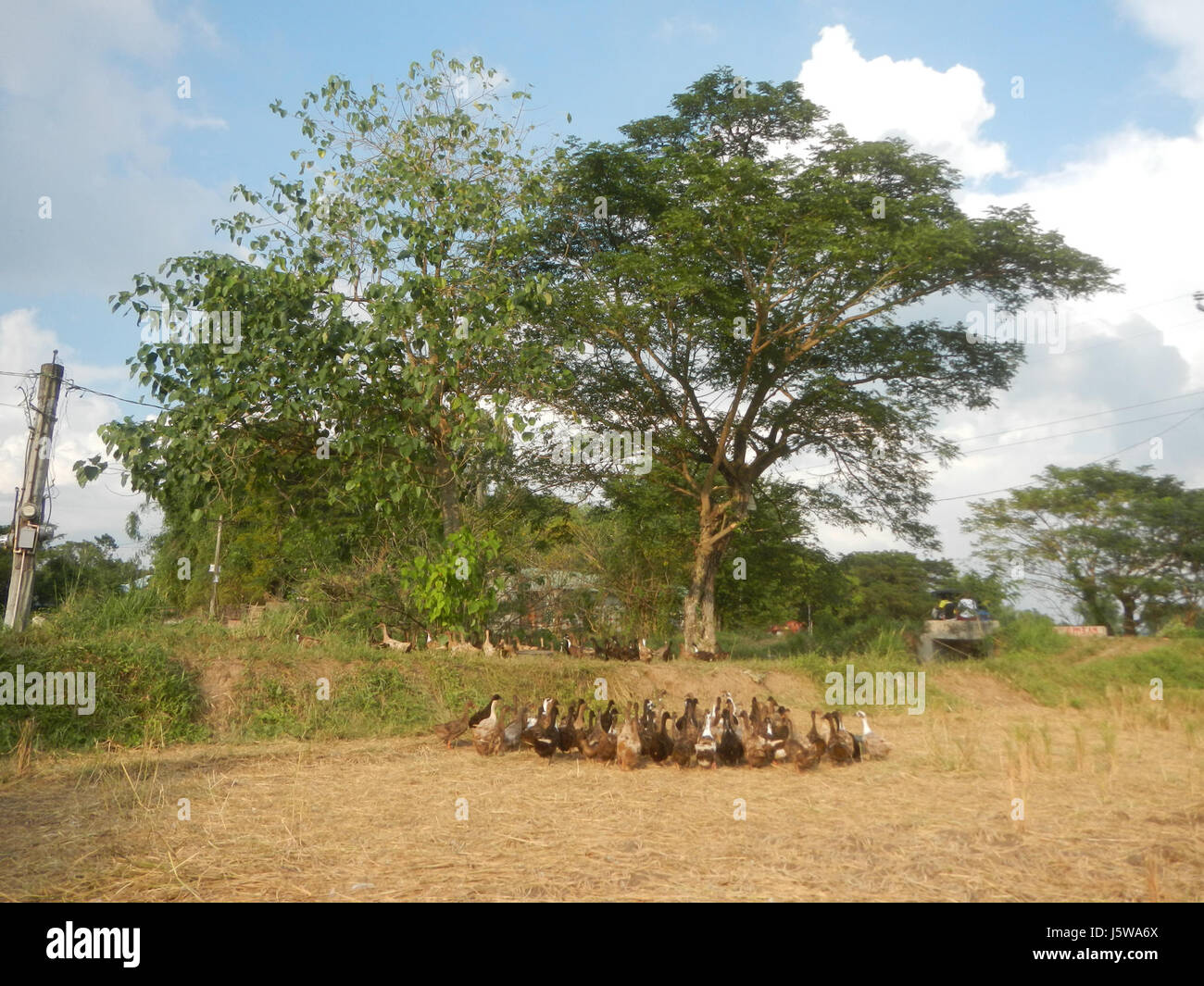 0332 Paddy fields Duck farming Nabaong Garlang San Ildefonso Bulacan ...