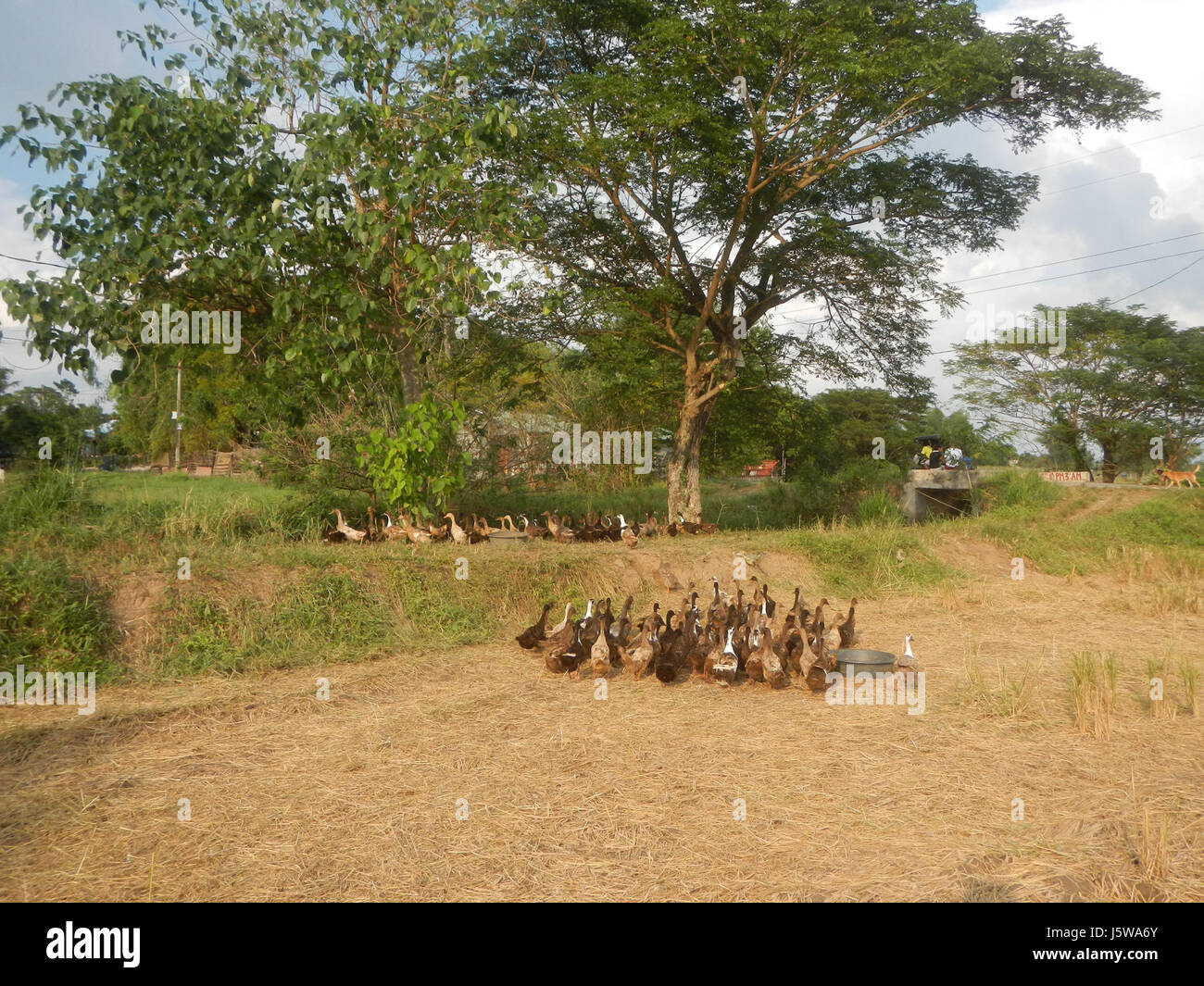 0332 Paddy fields Duck farming Nabaong Garlang San Ildefonso Bulacan ...