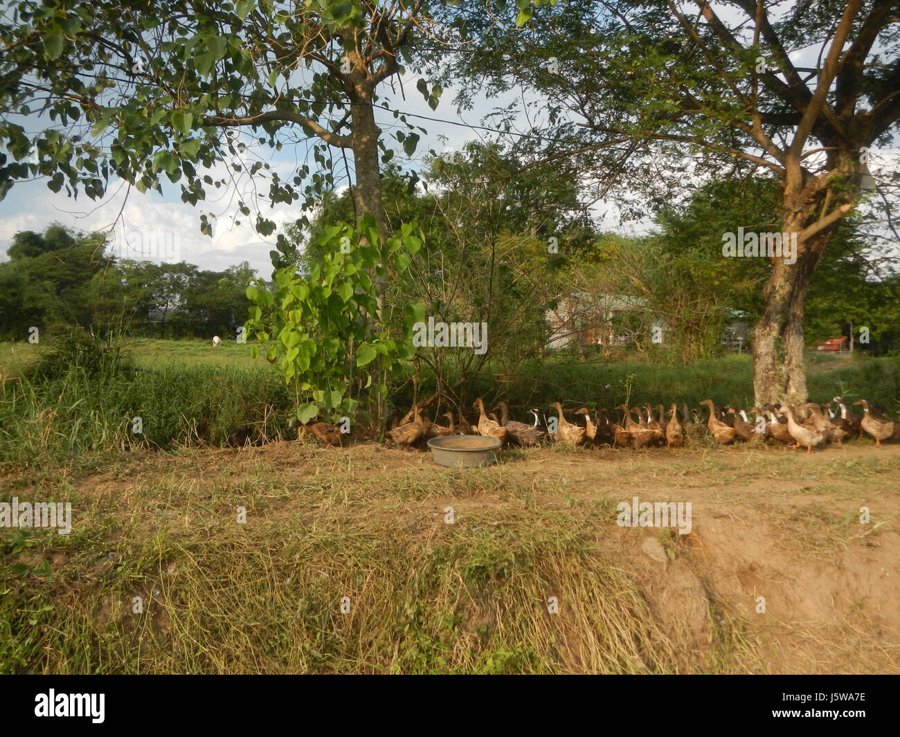 The scene depicts paddy fields alongside duck farming operations in ...