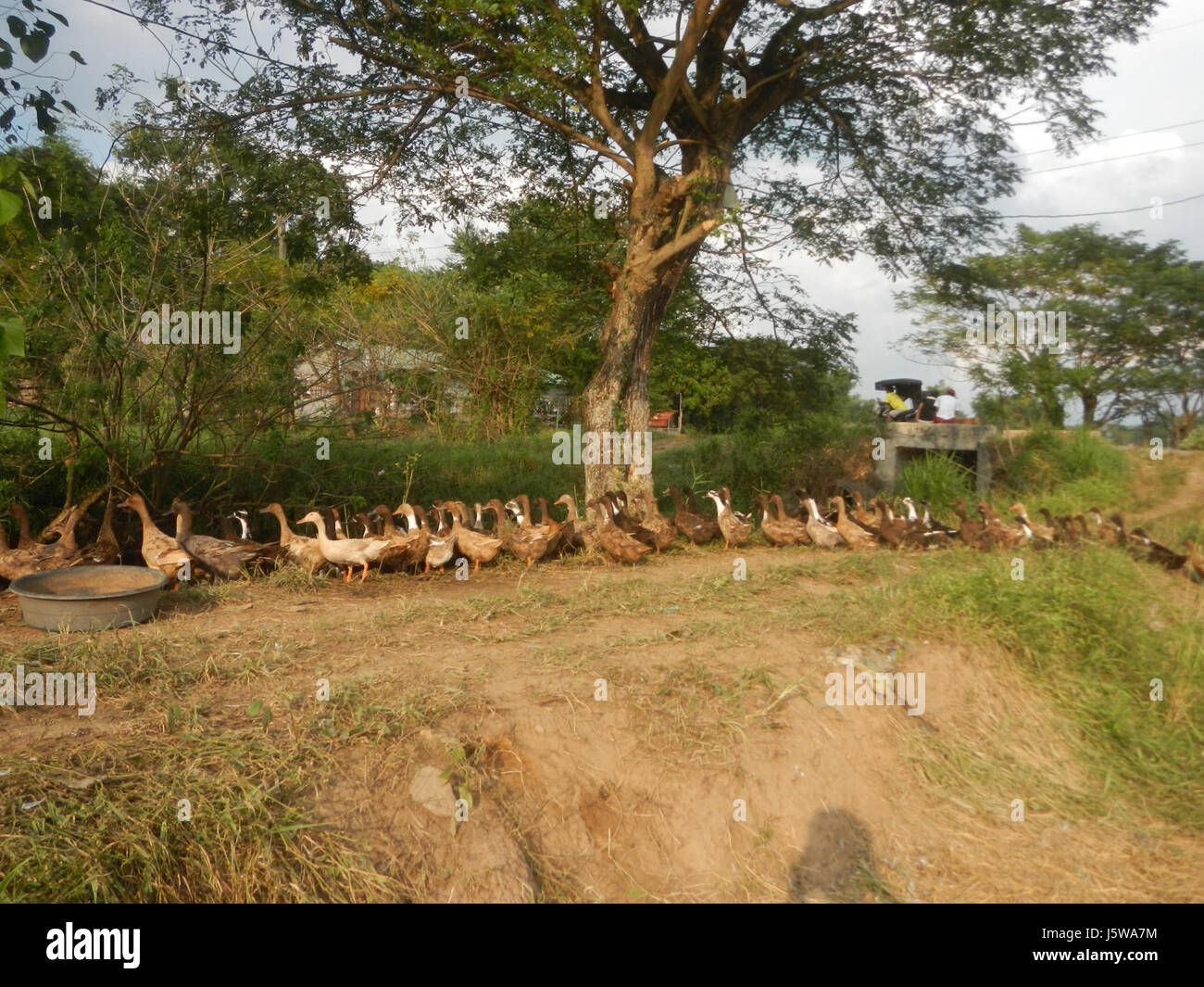 The scene shows paddy fields with duck farming in Nabaong, Garlang, San ...