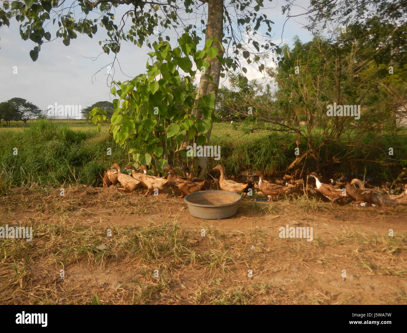 The image captures a scene of paddy fields and duck farming in Nabaong ...