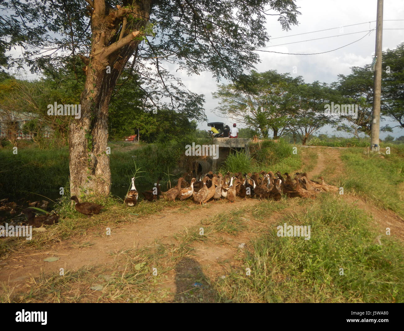 The image shows paddy fields and duck farming in Nabaong Garlang, San ...