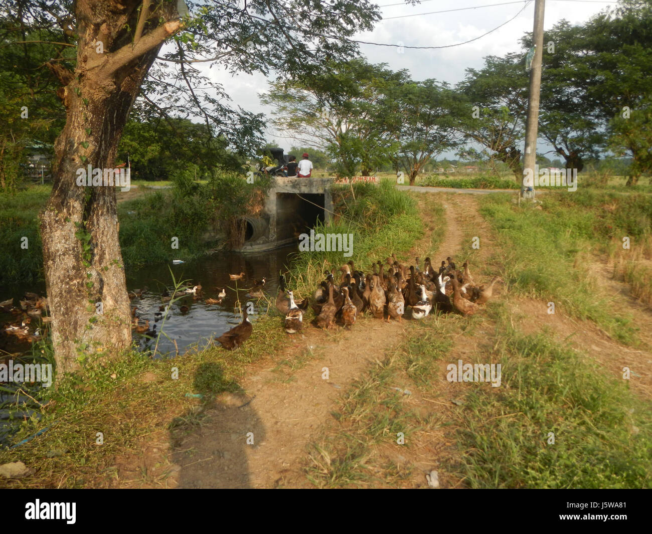 This photograph depicts the duck farming practices along the paddy ...