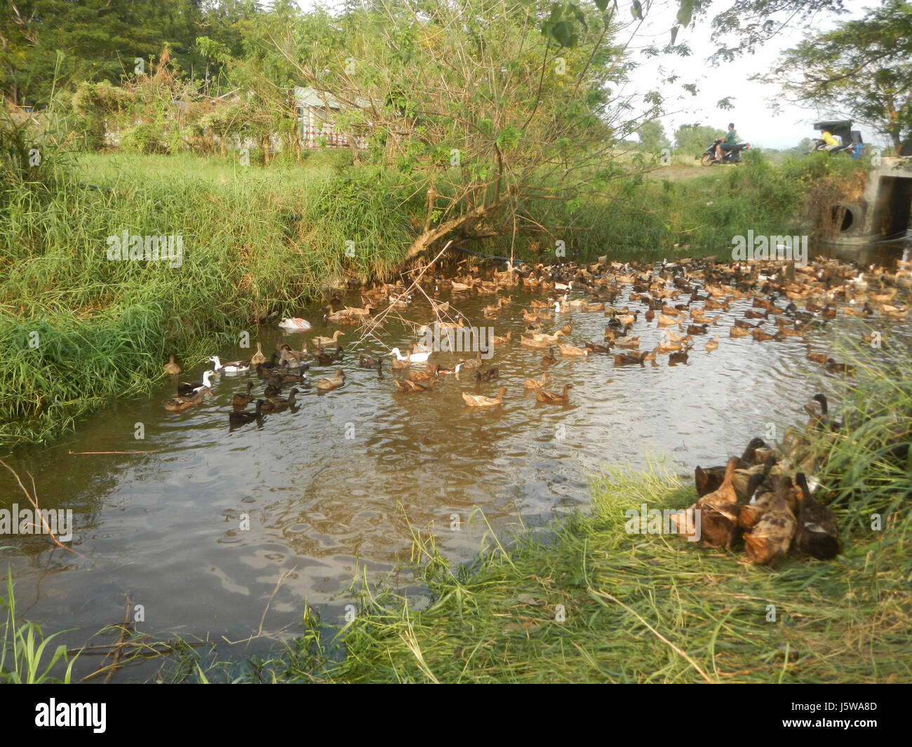 The image depicts paddy fields with duck farming in Nabaong Garlang ...