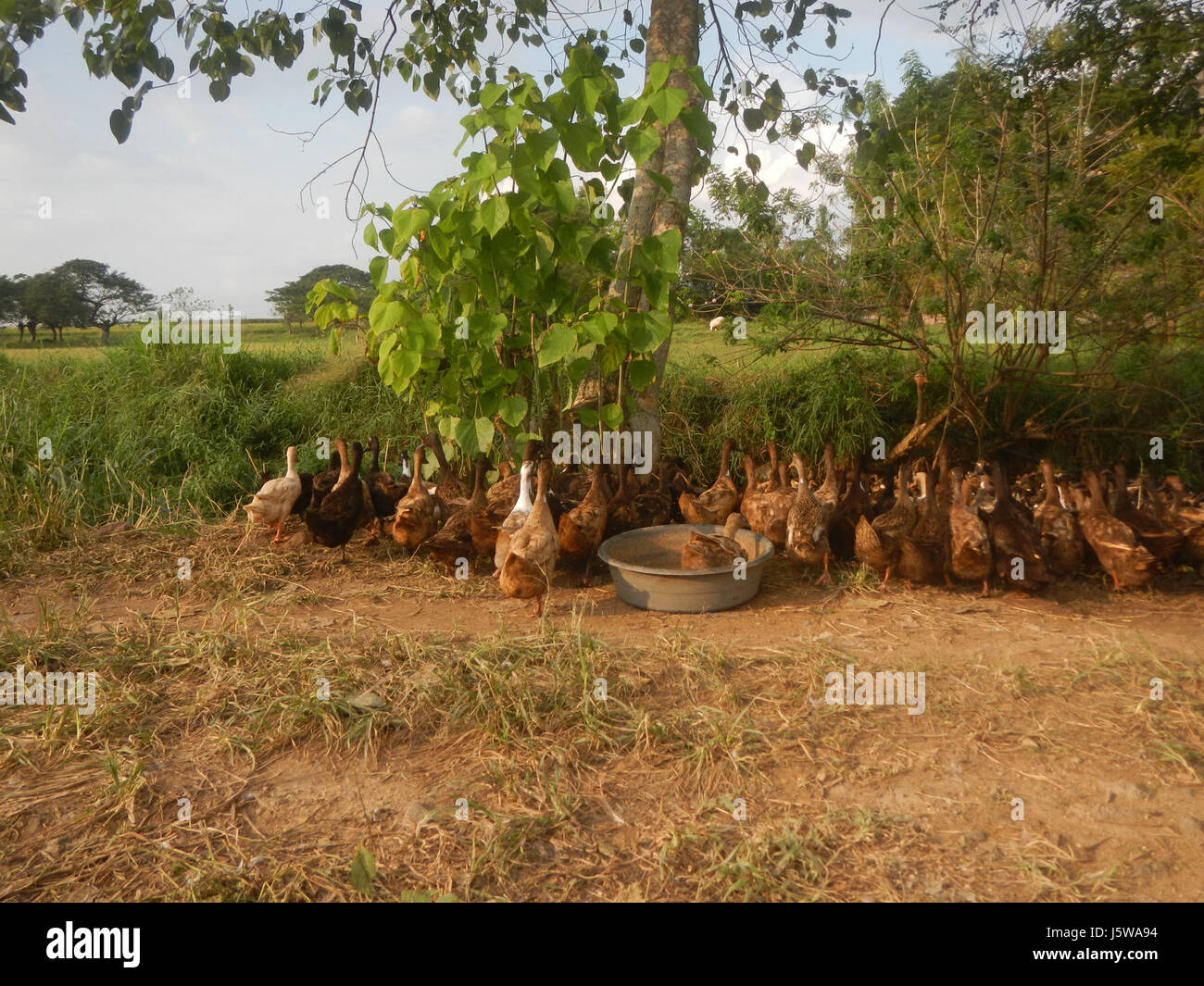 This image depicts the agricultural landscape of San Ildefonso, Bulacan ...