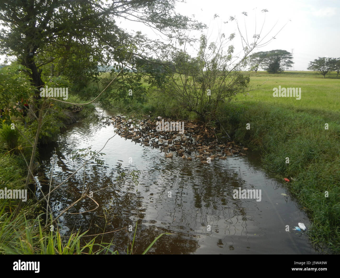 This location in San Ildefonso, Bulacan features paddy fields and ...