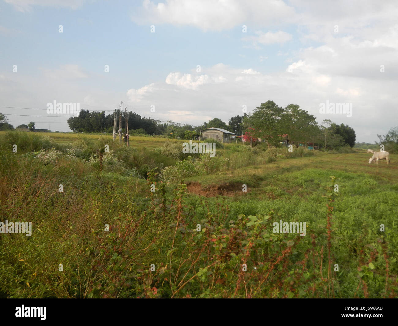 This photo captures the rural landscape of San Ildefonso, Bulacan ...