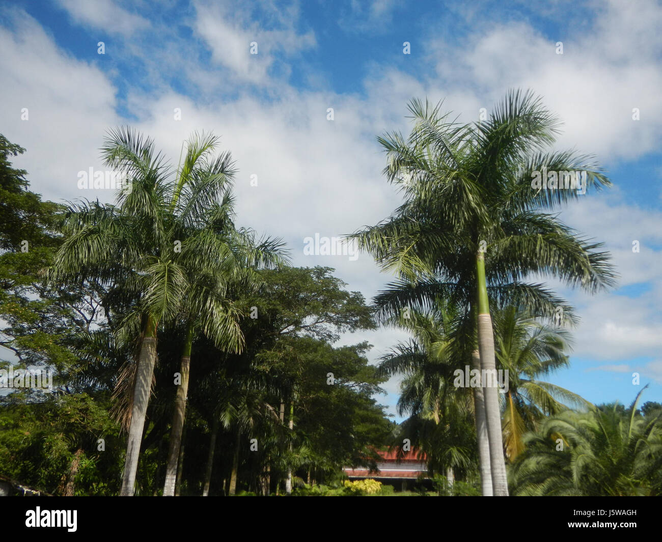 0018 Palms trees grasslands plants Matimbubong Sapang Putol San ...