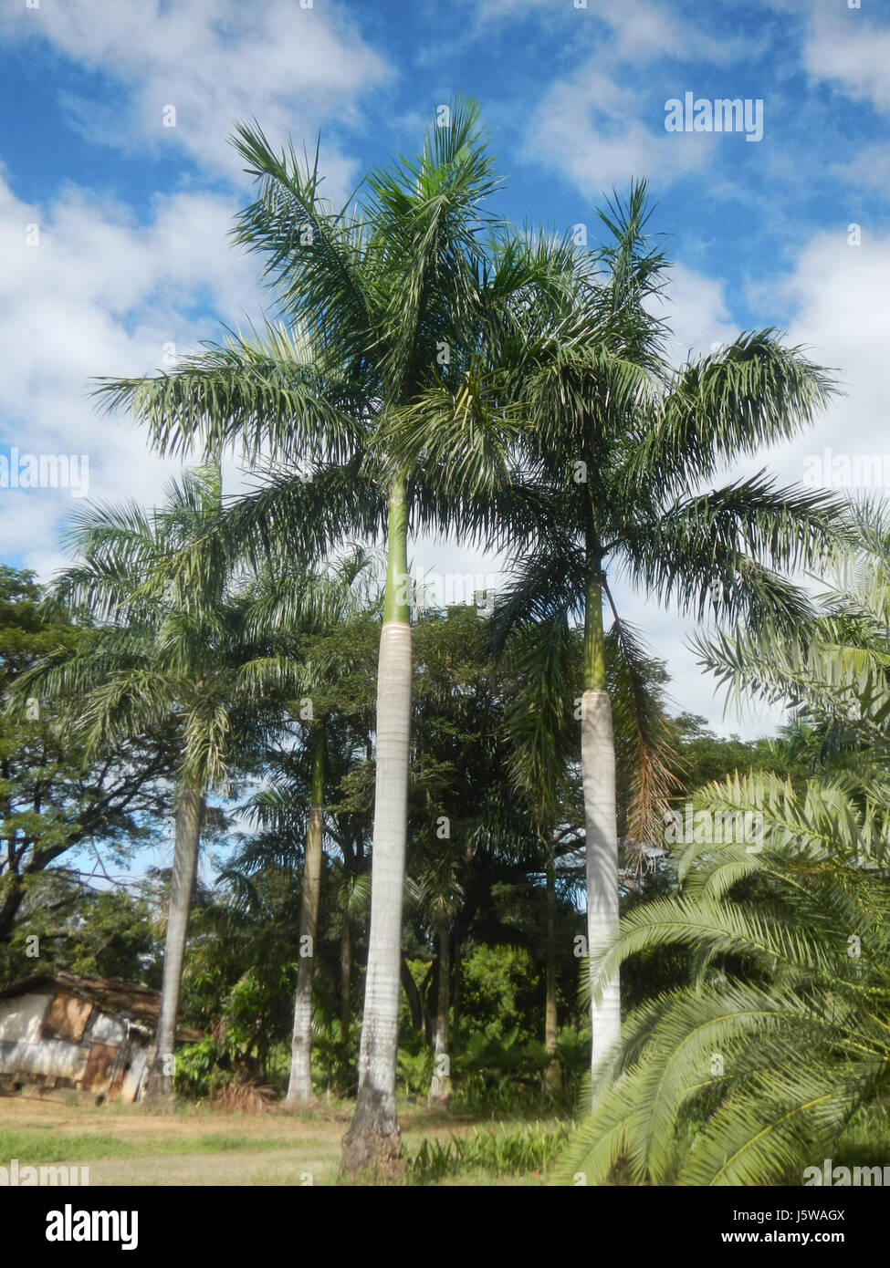 0018 Palms trees grasslands plants Matimbubong Sapang Putol San ...