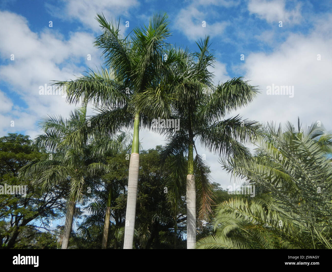 This image depicts a rural landscape in Matimbubong, Sapang Putol, San ...