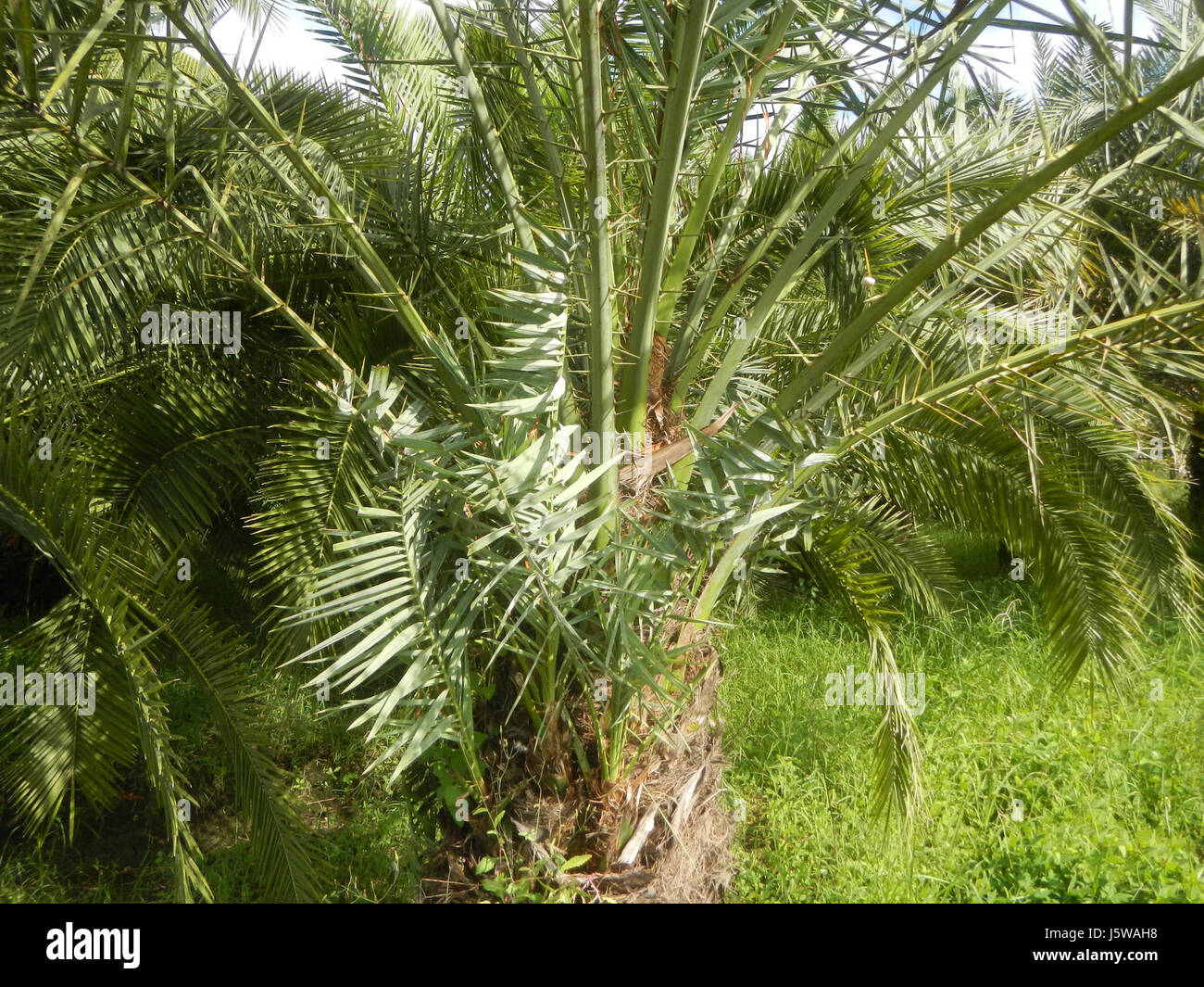 0018 Palms trees grasslands plants Matimbubong Sapang Putol San ...