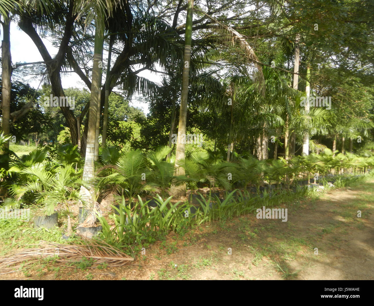 This reference indicates an area in San Ildefonso, Bulacan, where palms ...