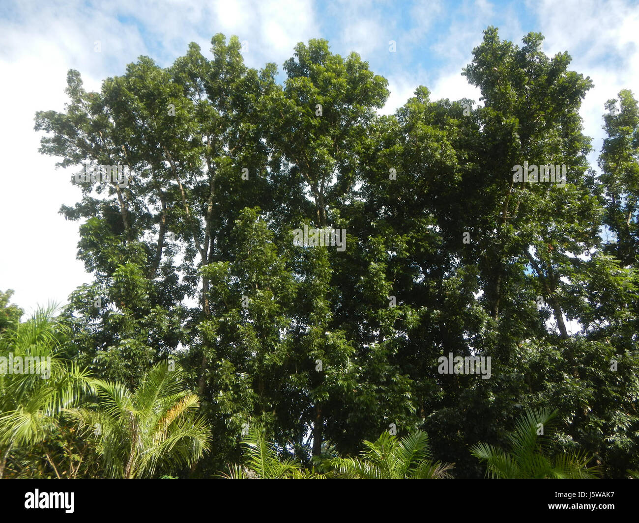 This image captures the natural beauty of Matimbubong in San Ildefonso ...