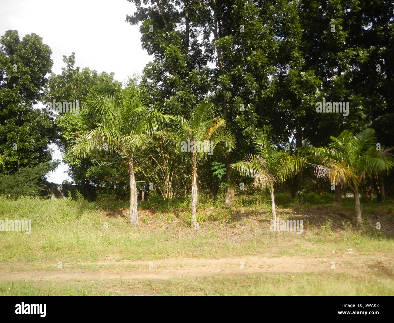 0091 Palms trees grasslands plants Matimbubong Sapang Putol San ...