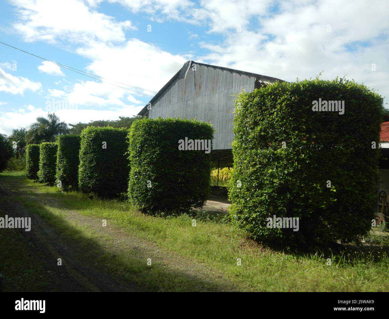 This image showcases the *Palms*, *grasslands*, and *plants* in ...