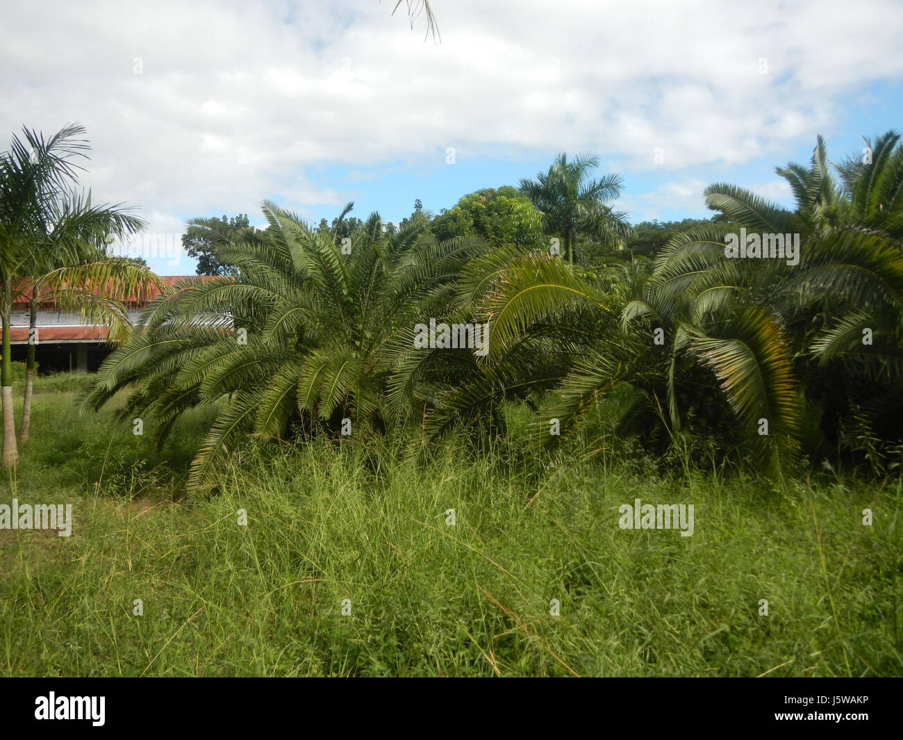 A photograph of palm trees and grasslands in Matimbubong Sapang Putol ...