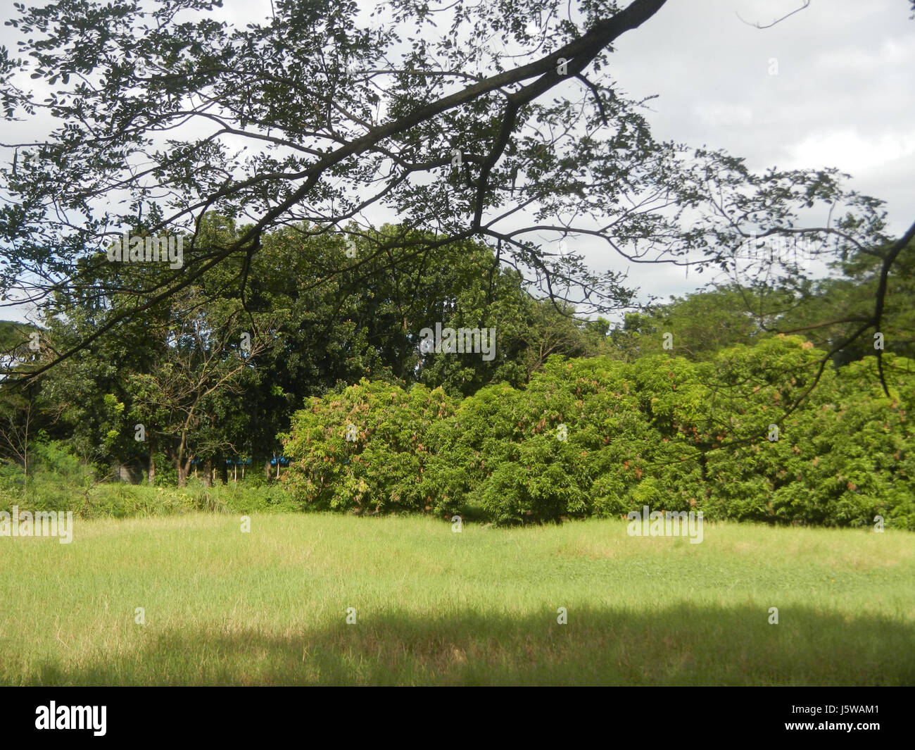 0091 Palms trees grasslands plants Matimbubong Sapang Putol San ...