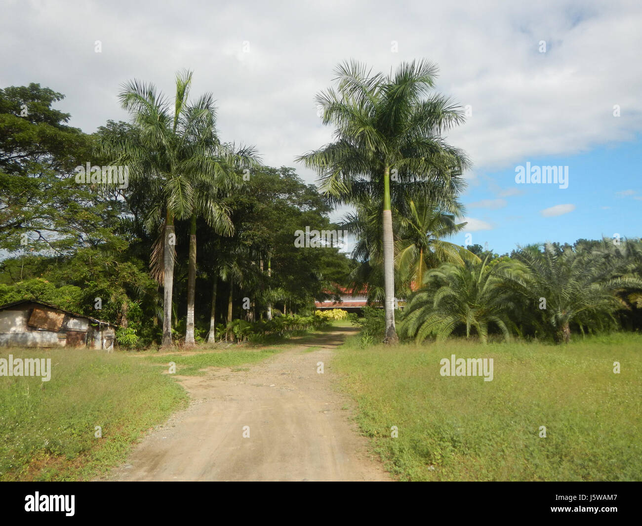 0116 Palms trees grasslands plants Matimbubong Sapang Putol San ...