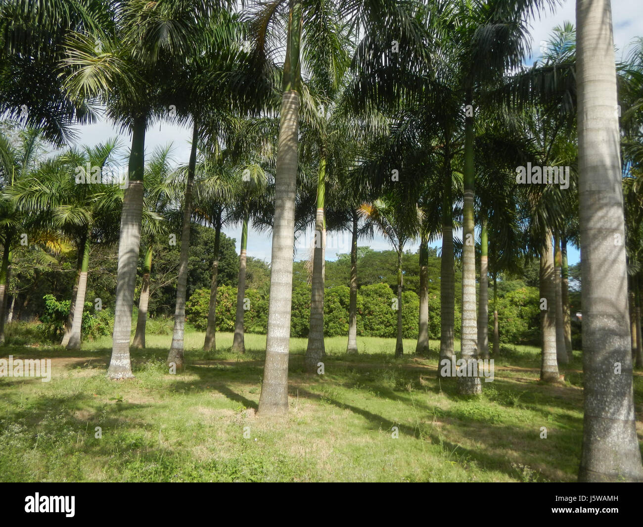 0116 Palms trees grasslands plants Matimbubong Sapang Putol San ...