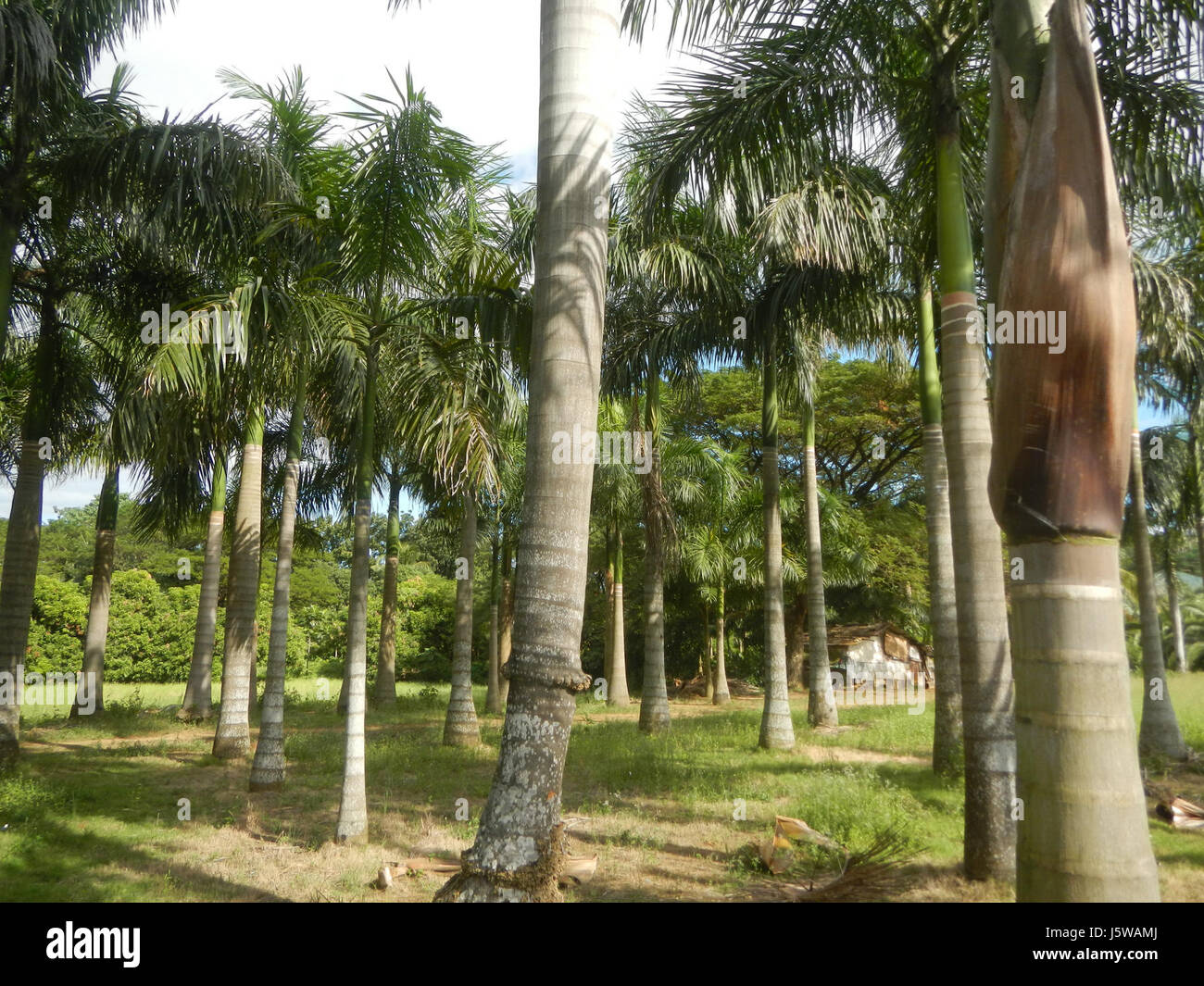 0116 Palms trees grasslands plants Matimbubong Sapang Putol San ...