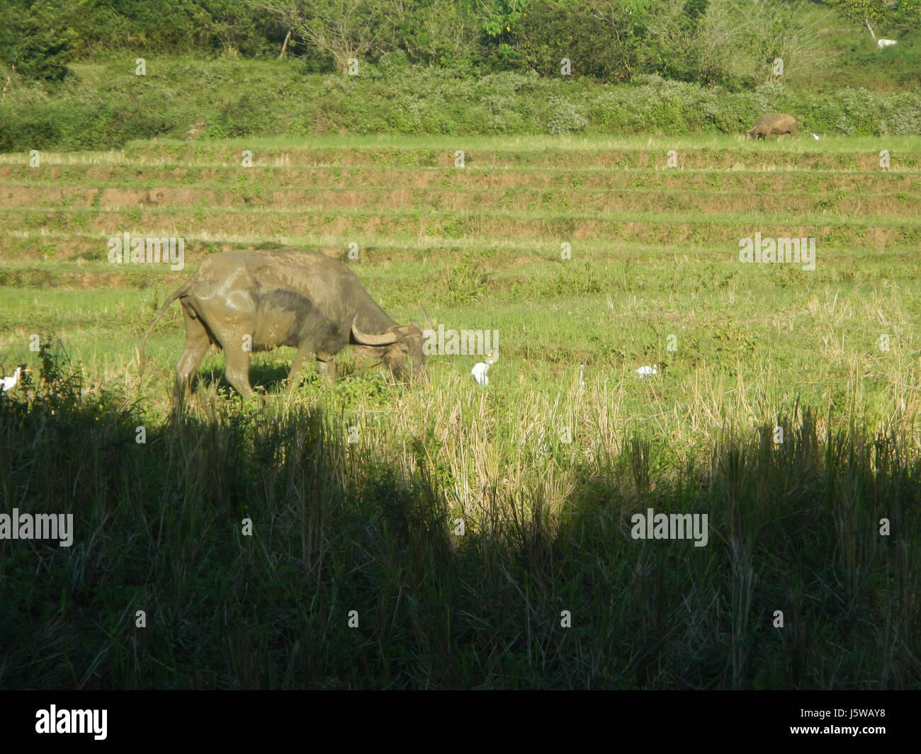 0347 Paddy fields grasslands Umpucan Alagao Gabihan San Ildefonso ...