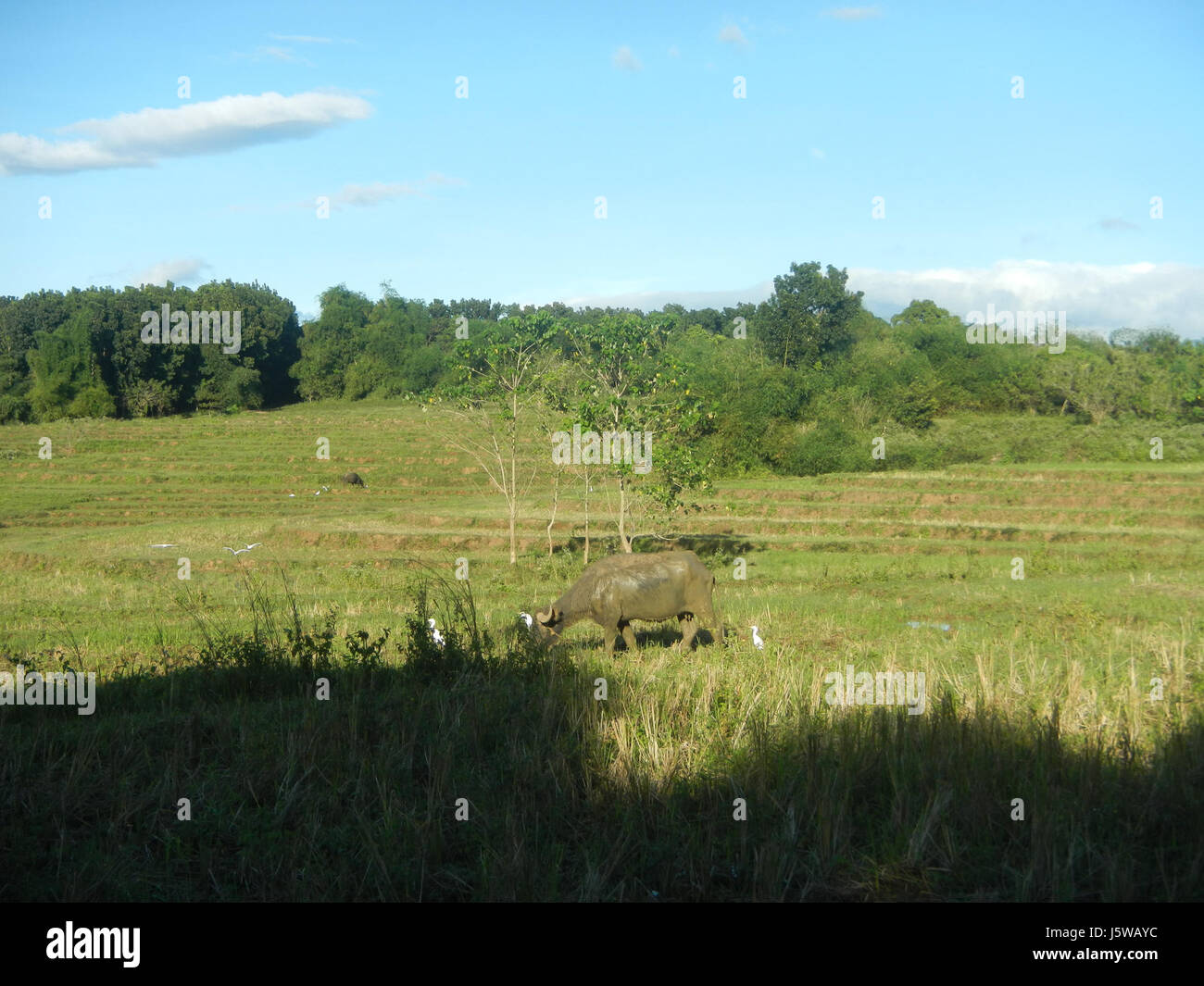 0347 Paddy fields grasslands Umpucan Alagao Gabihan San Ildefonso ...