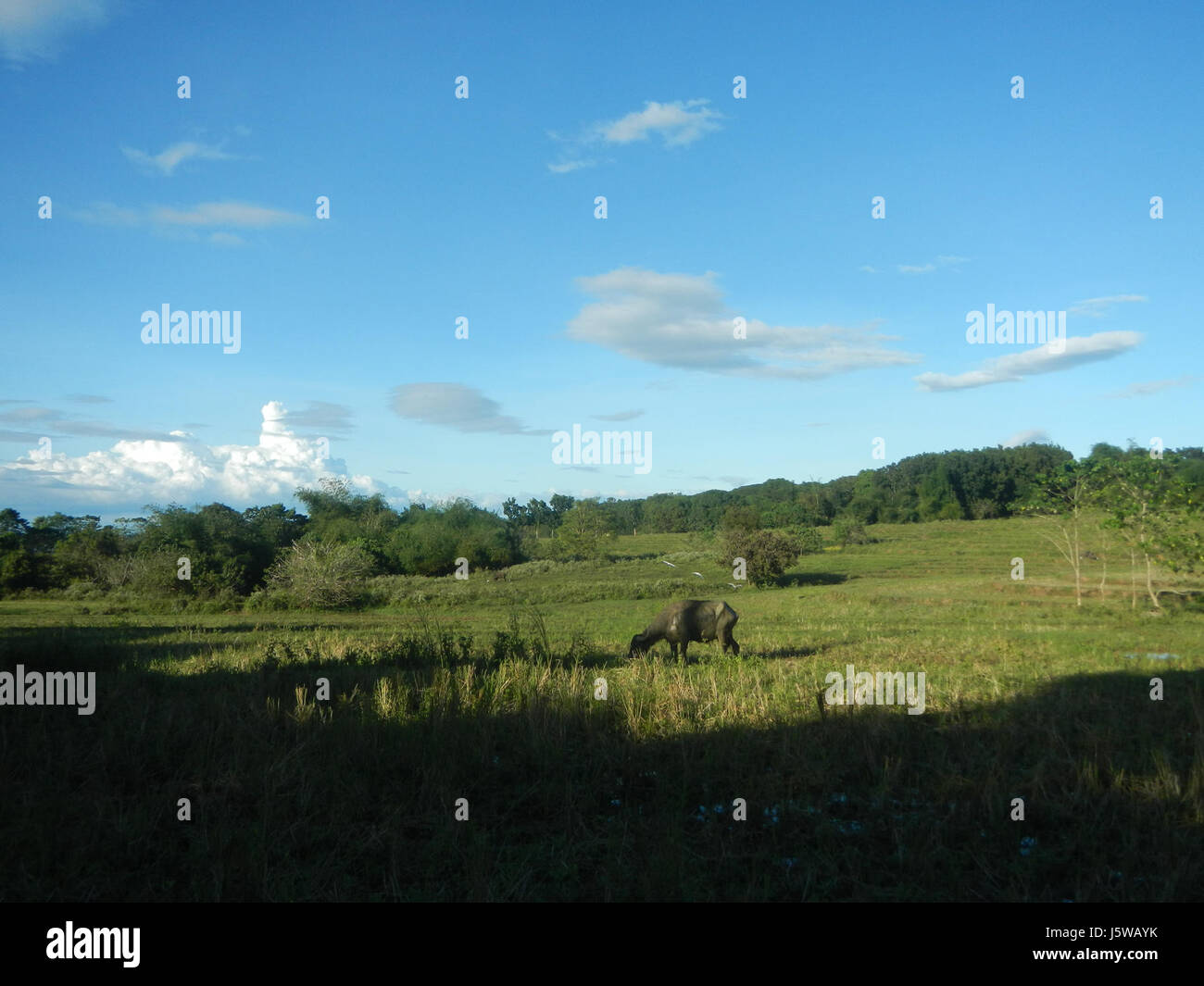 0347 Paddy fields grasslands Umpucan Alagao Gabihan San Ildefonso ...
