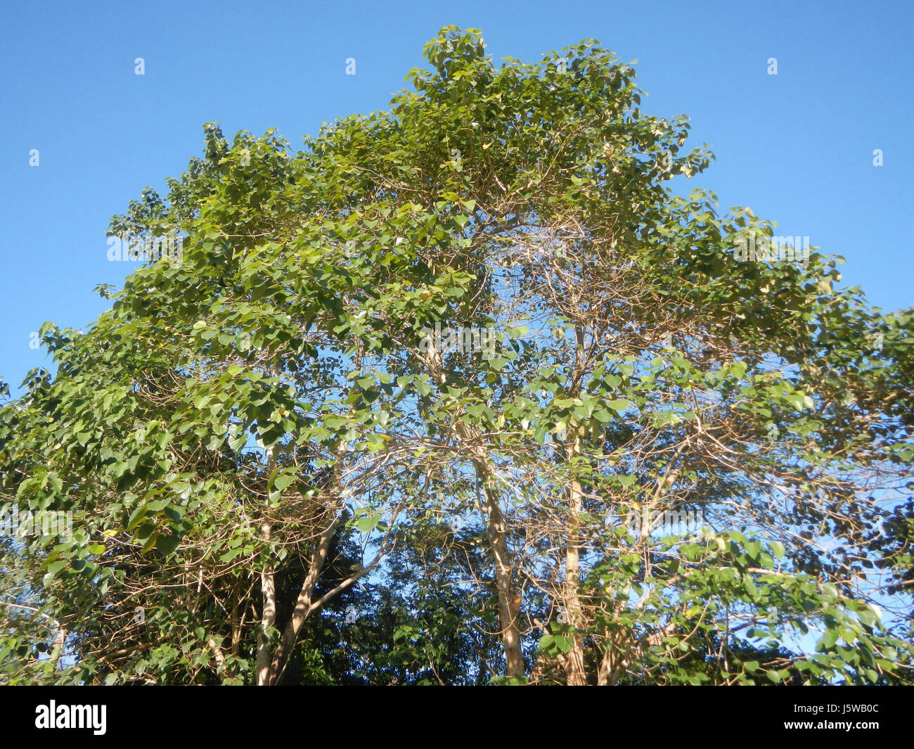 This image shows a rural scene in the province of Bulacan, Philippines ...