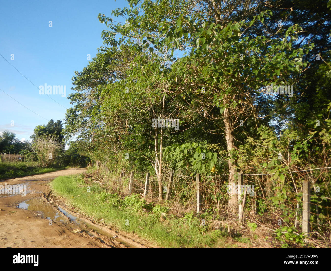 The image depicts vast paddy fields and grasslands along a road in ...