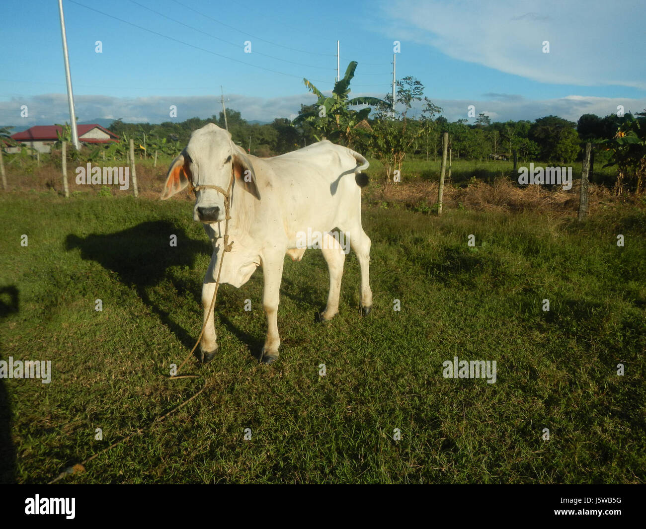 This image depicts the rural landscape of San Ildefonso, Bulacan ...