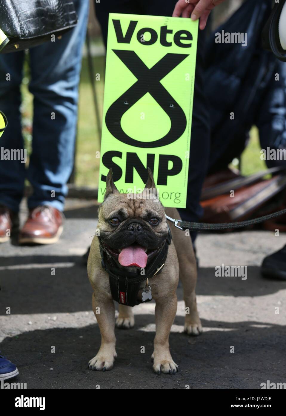 Angus the dog joins SNP supporters as they wait for Alex Salmond to ...