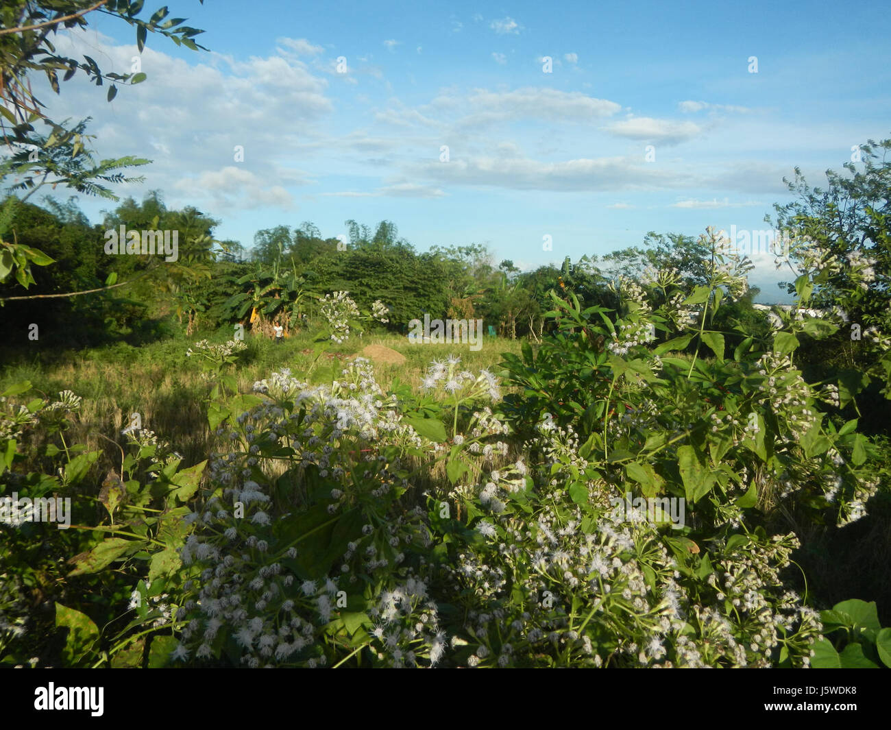 0323 BarangaysTambubong Batia Bocaue Bulacan Fields Roads 06 Stock ...