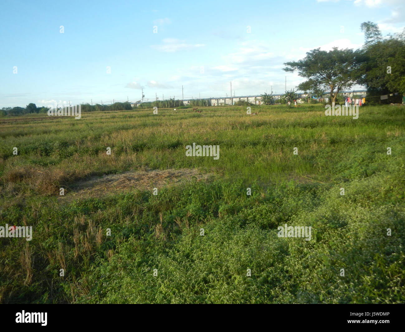 A rural area in Barangay Batia, Bocaue, Bulacan, Philippines ...