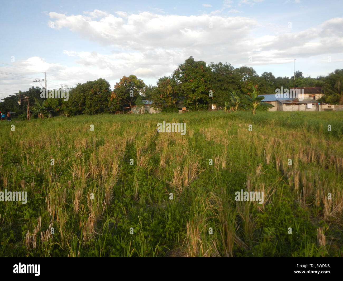 Barangay Batia in Bocaue, Bulacan, features scenic fields and roads ...