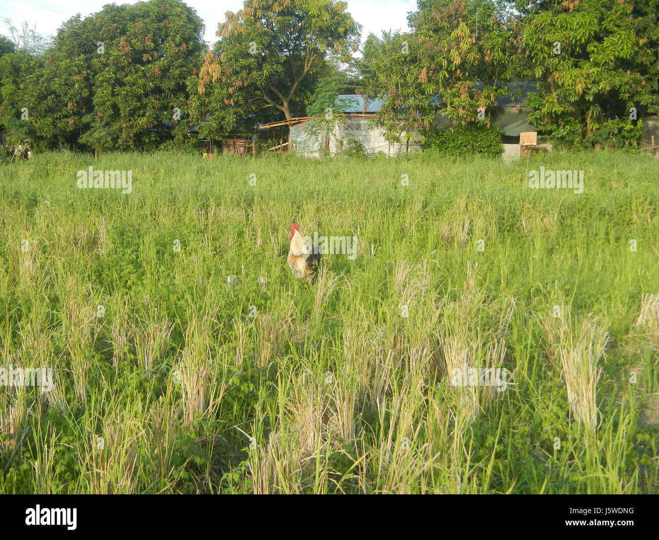 0377 Barangay Batia Bocaue Bulacan Fields Roads 12 Stock Photo - Alamy