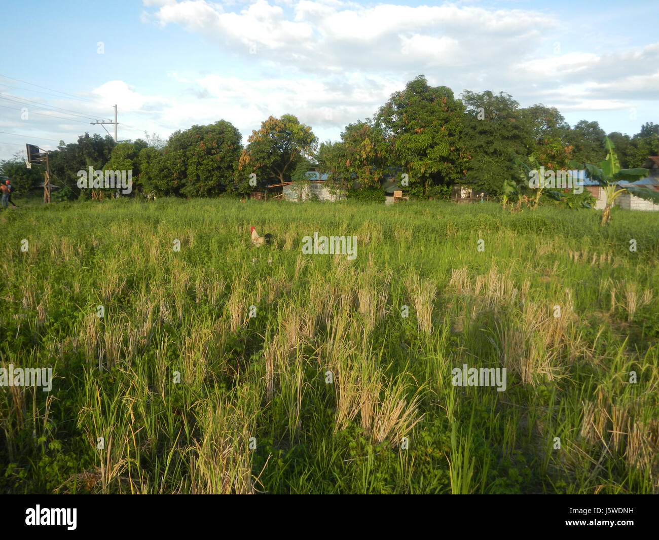 0377 Barangay Batia Bocaue Bulacan Fields Roads 13 Stock Photo - Alamy