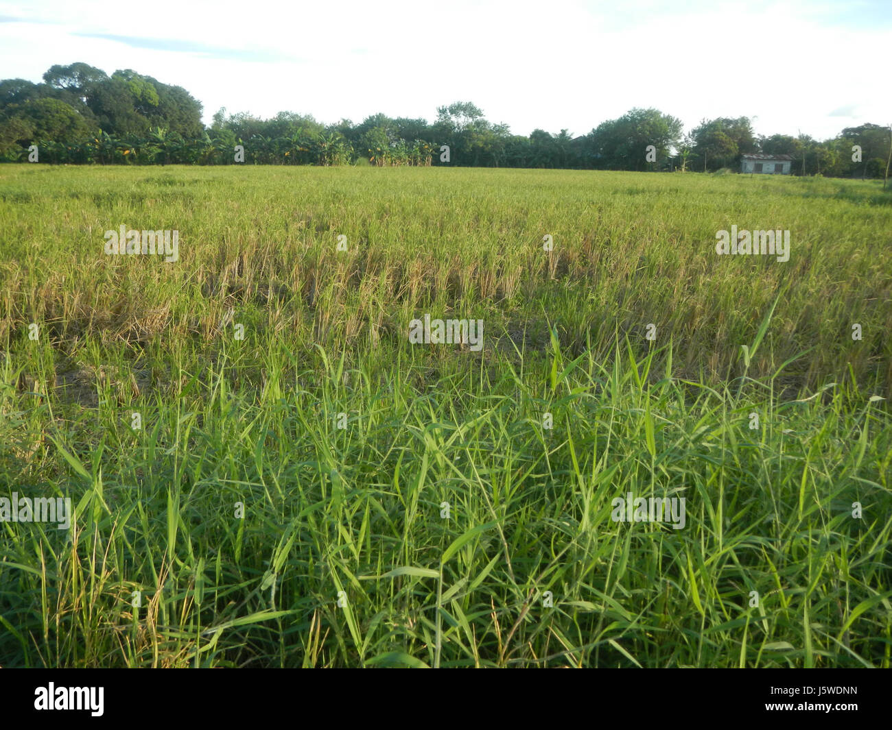0377 Barangay Batia Bocaue Bulacan Fields Roads 17 Stock Photo - Alamy
