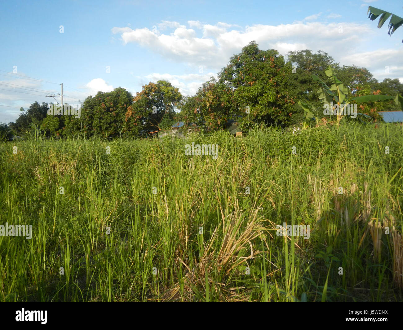 0377 Barangay Batia Bocaue Bulacan Fields Roads 21 Stock Photo - Alamy