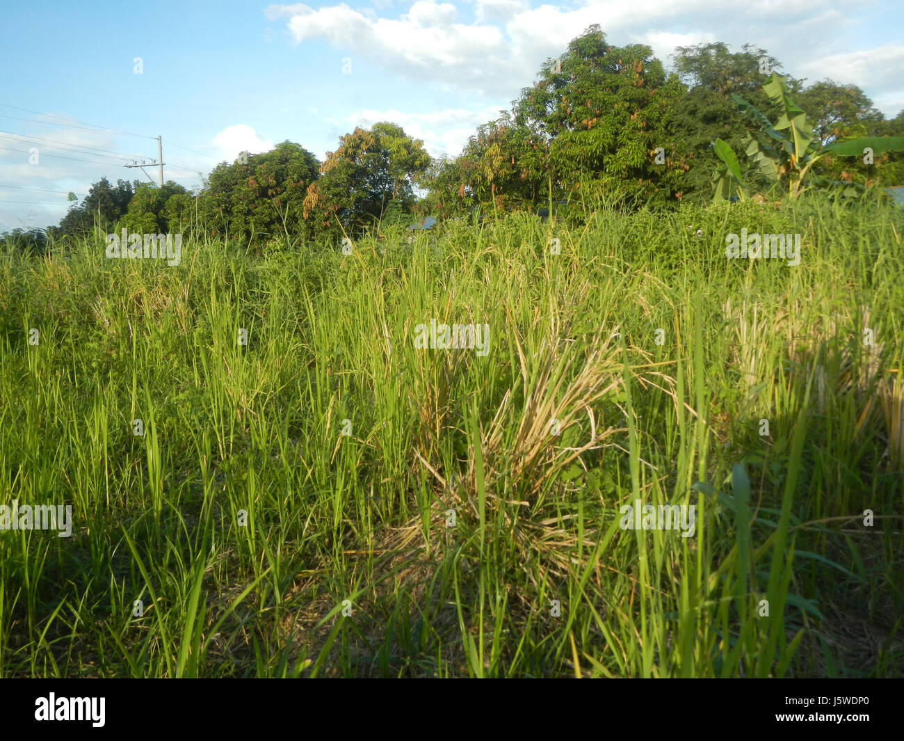 0377 Barangay Batia Bocaue Bulacan Fields Roads 23 Stock Photo - Alamy
