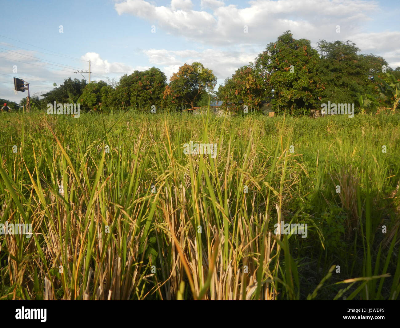 Barangay Batia in Bocaue, Bulacan, features expansive fields and rural ...