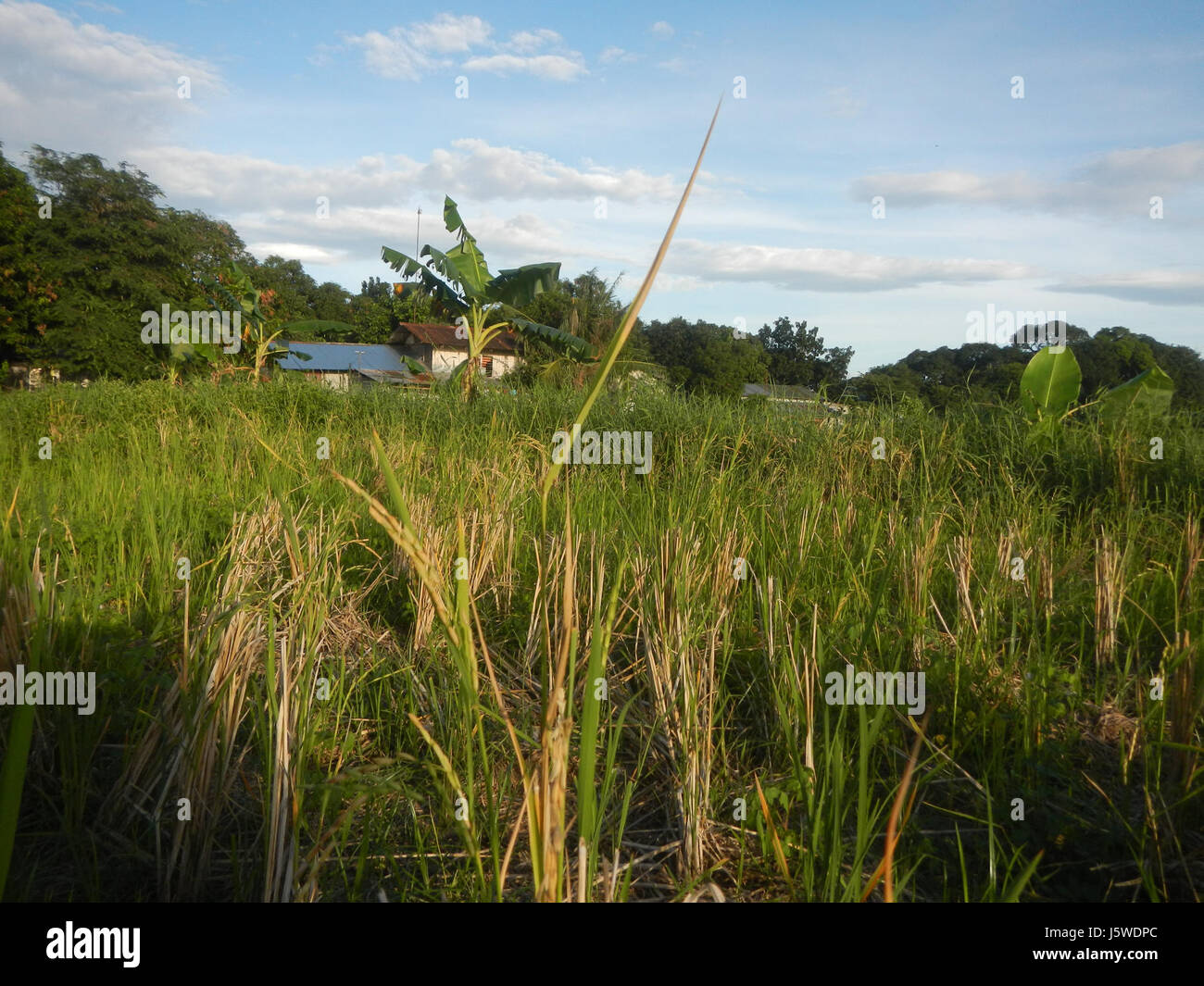 0402 Barangay Batia Bocaue Bulacan Fields Roads 10 Stock Photo - Alamy
