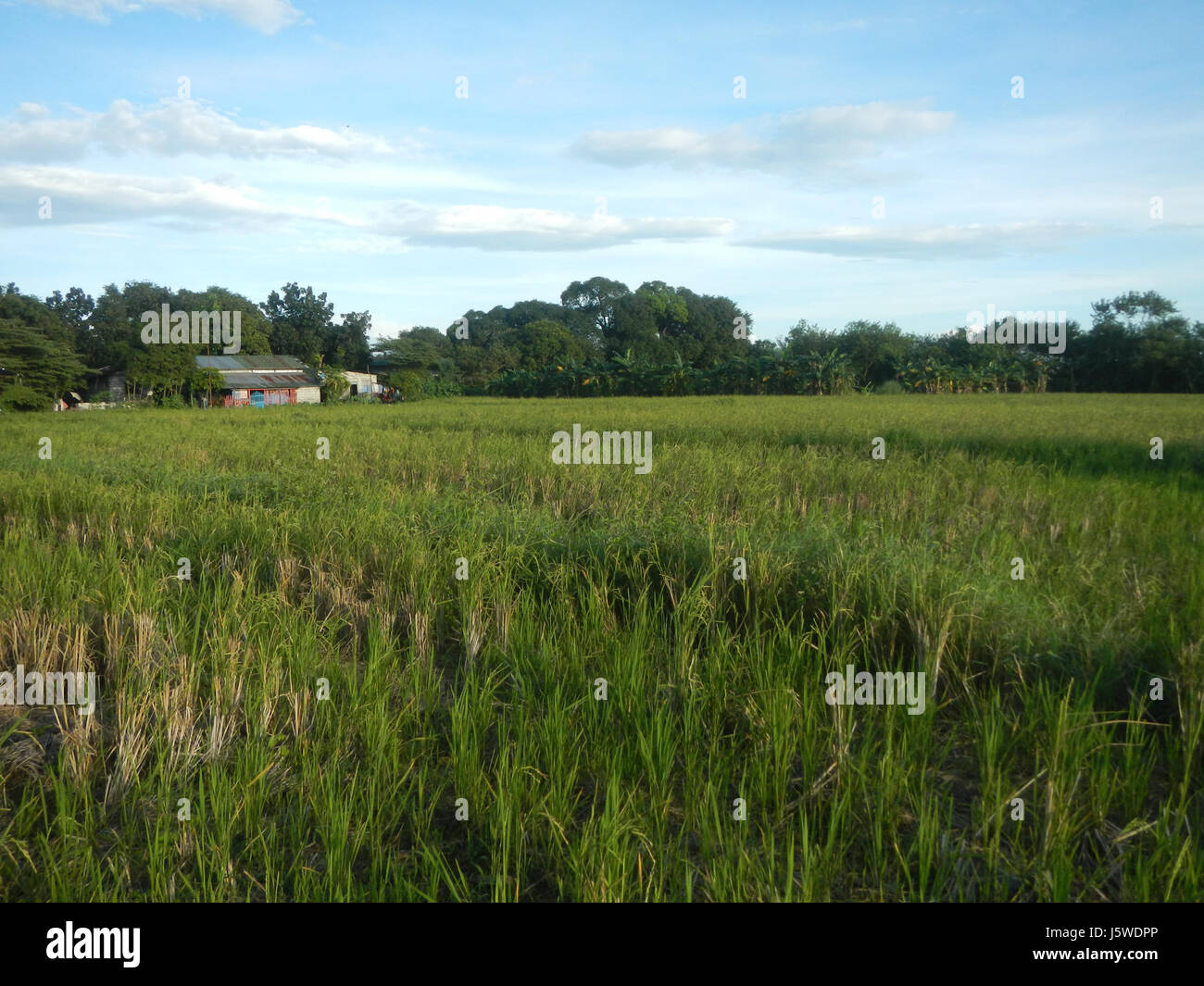 0402 Barangay Batia Bocaue Bulacan Fields Roads 18 Stock Photo - Alamy