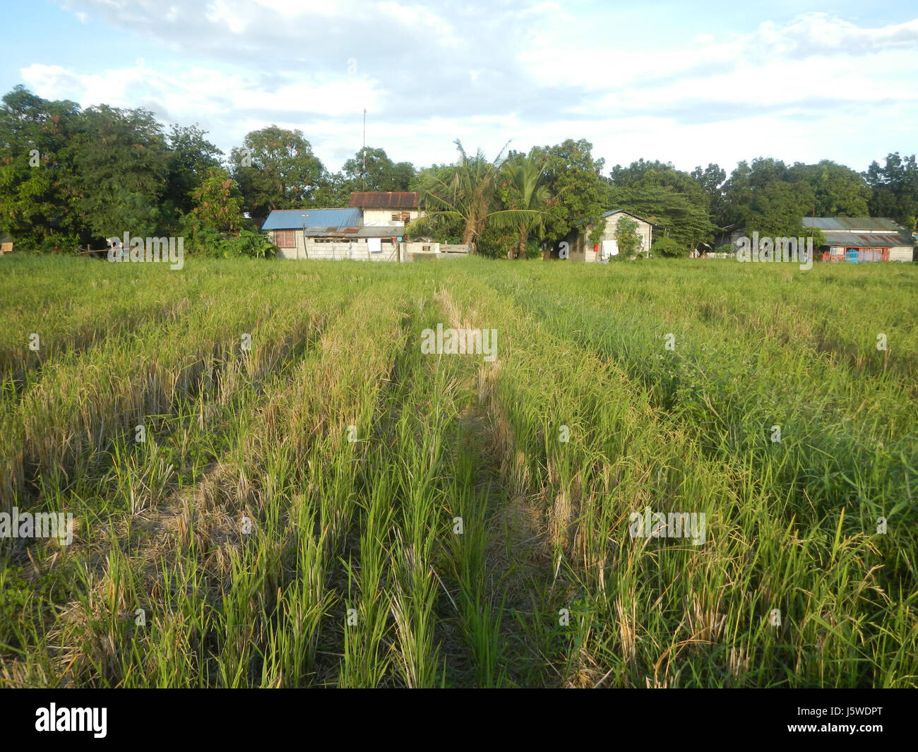 Barangay Batia in Bocaue, Bulacan, features a network of fields and ...