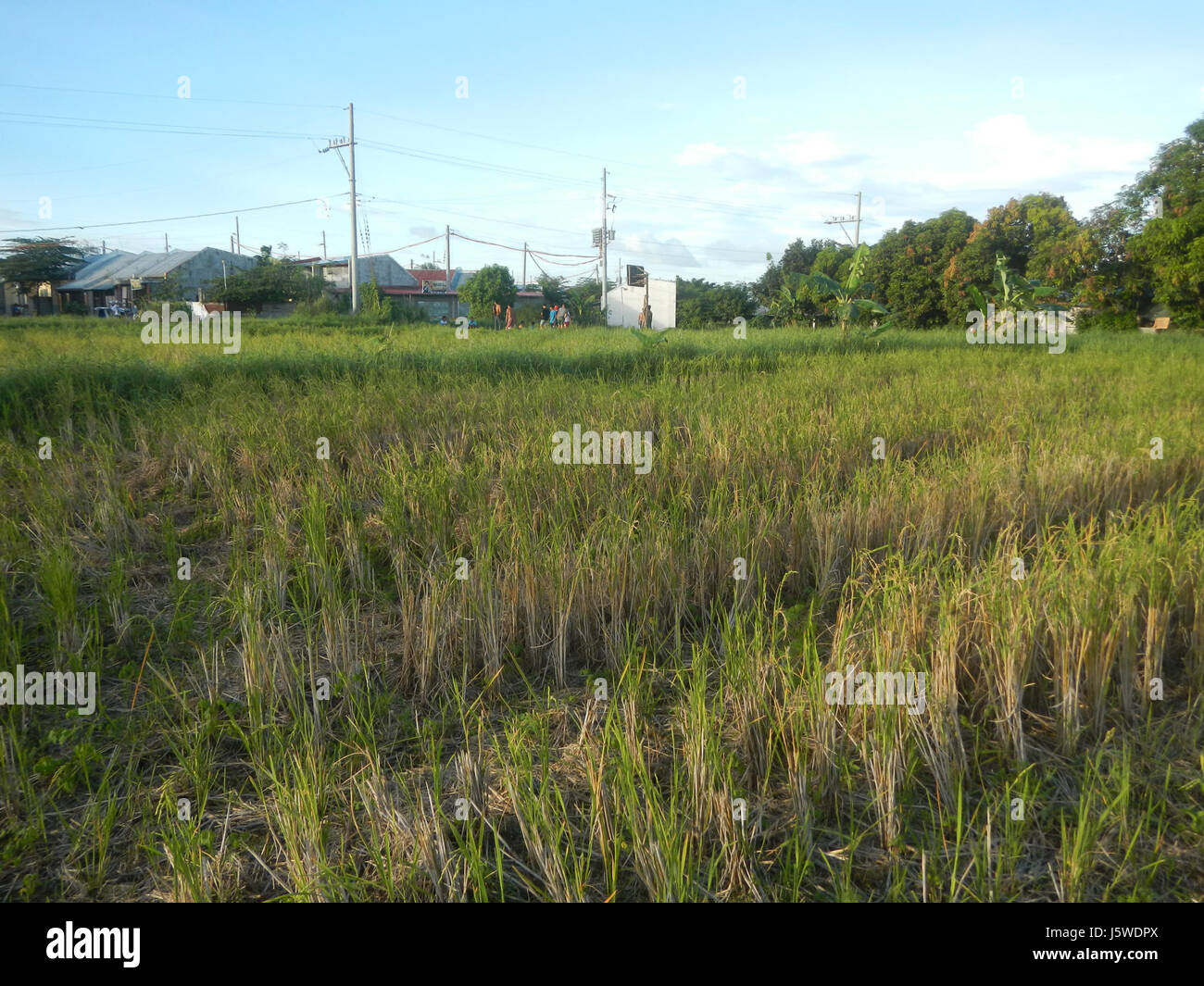 This image shows fields and roads in Barangay Batia, Bocaue, Bulacan ...