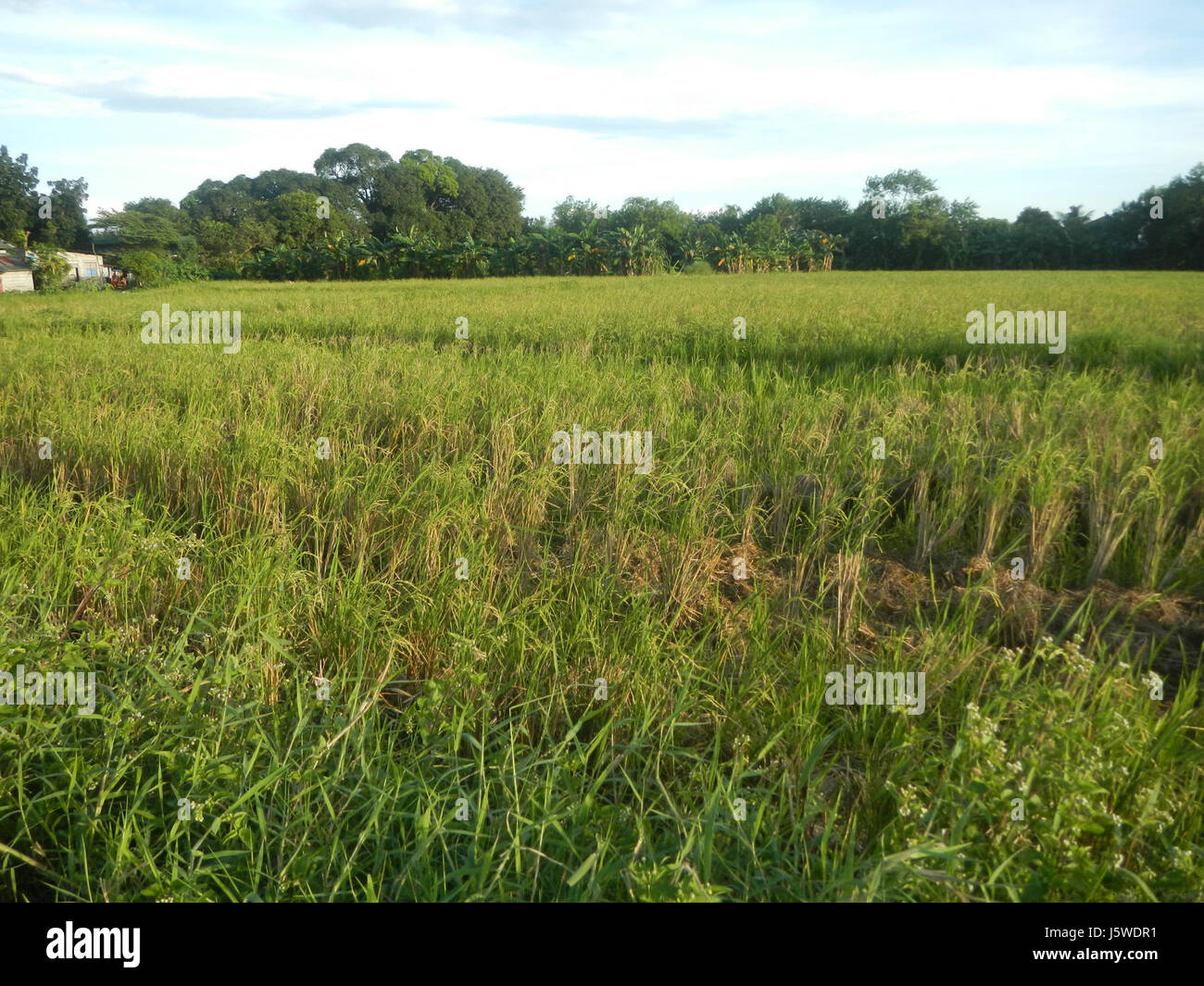 0402 Barangay Batia Bocaue Bulacan Fields Roads 25 Stock Photo - Alamy