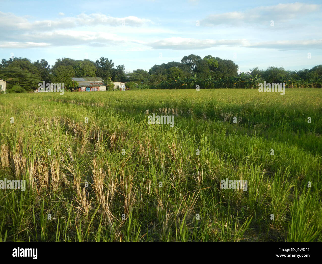 0427 Barangay Batia Bocaue Bulacan Fields Roads 05 Stock Photo - Alamy