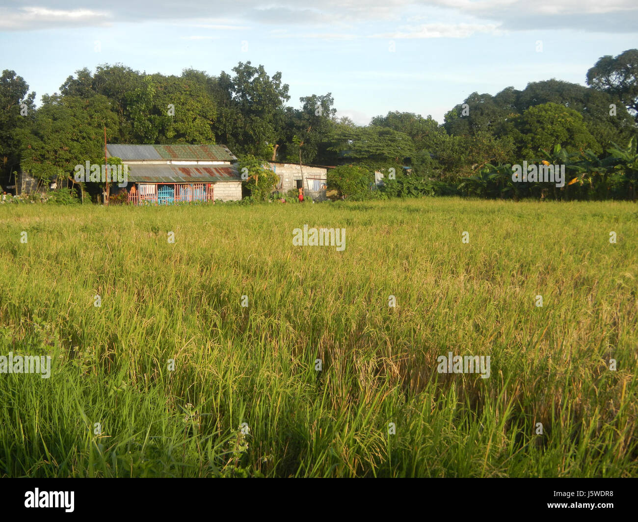 0427 Barangay Batia Bocaue Bulacan Fields Roads 07 Stock Photo - Alamy